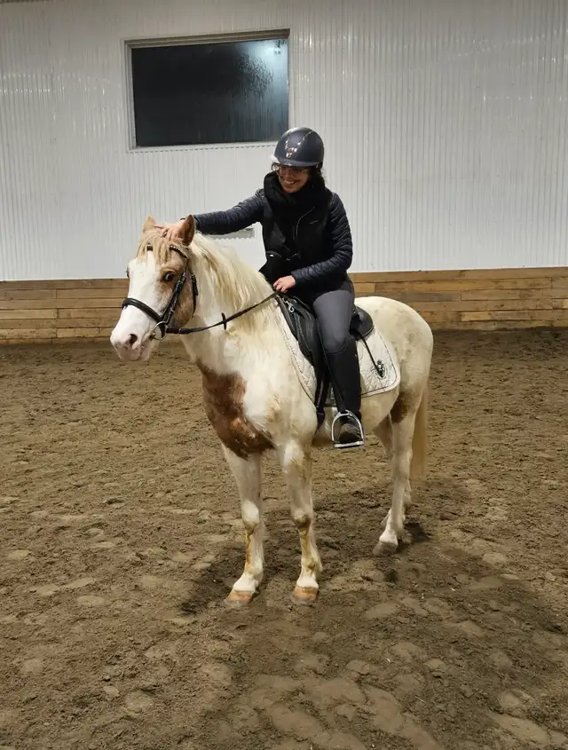 8 ans paint 13.3h | Horses & Ponies for Rehoming | Laval / North Shore ...
