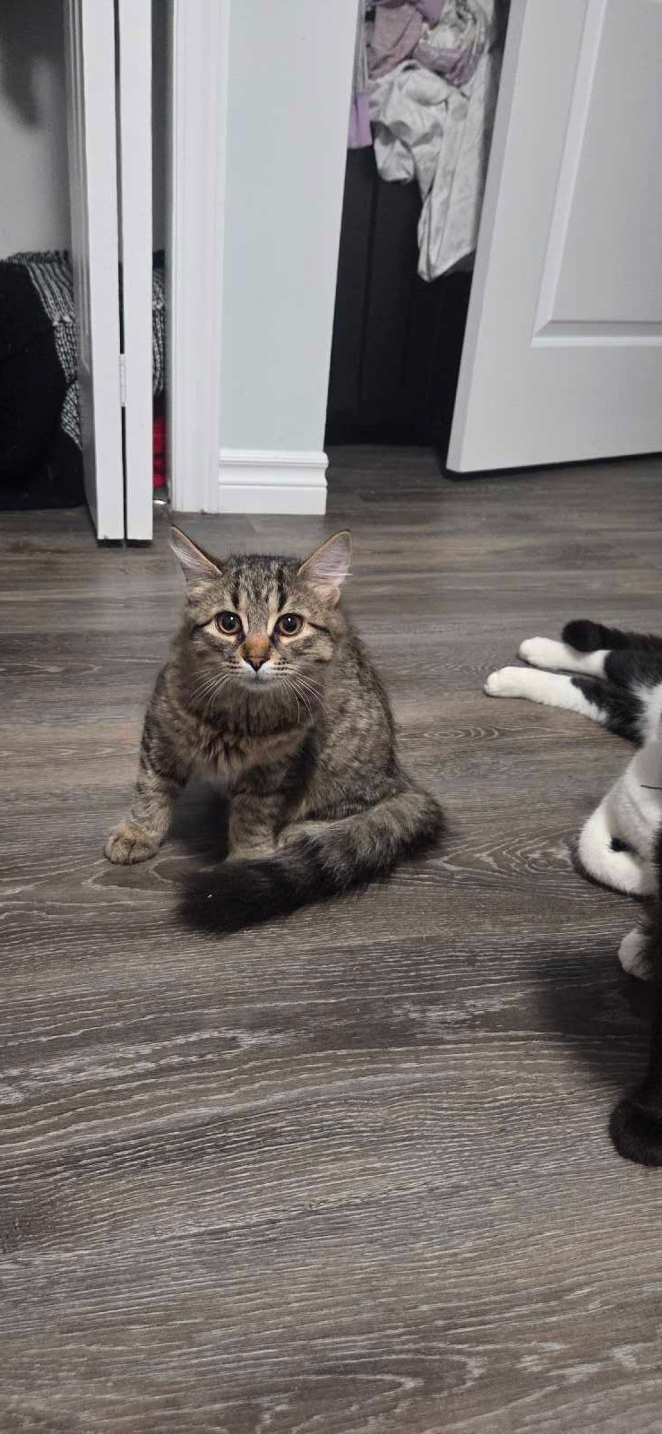 4 month old kittens | Cats & Kittens for Rehoming | Trenton | Free ...