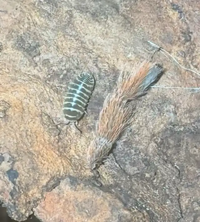 isopod buddies | Reptiles & Amphibians for Rehoming | Québec City ...