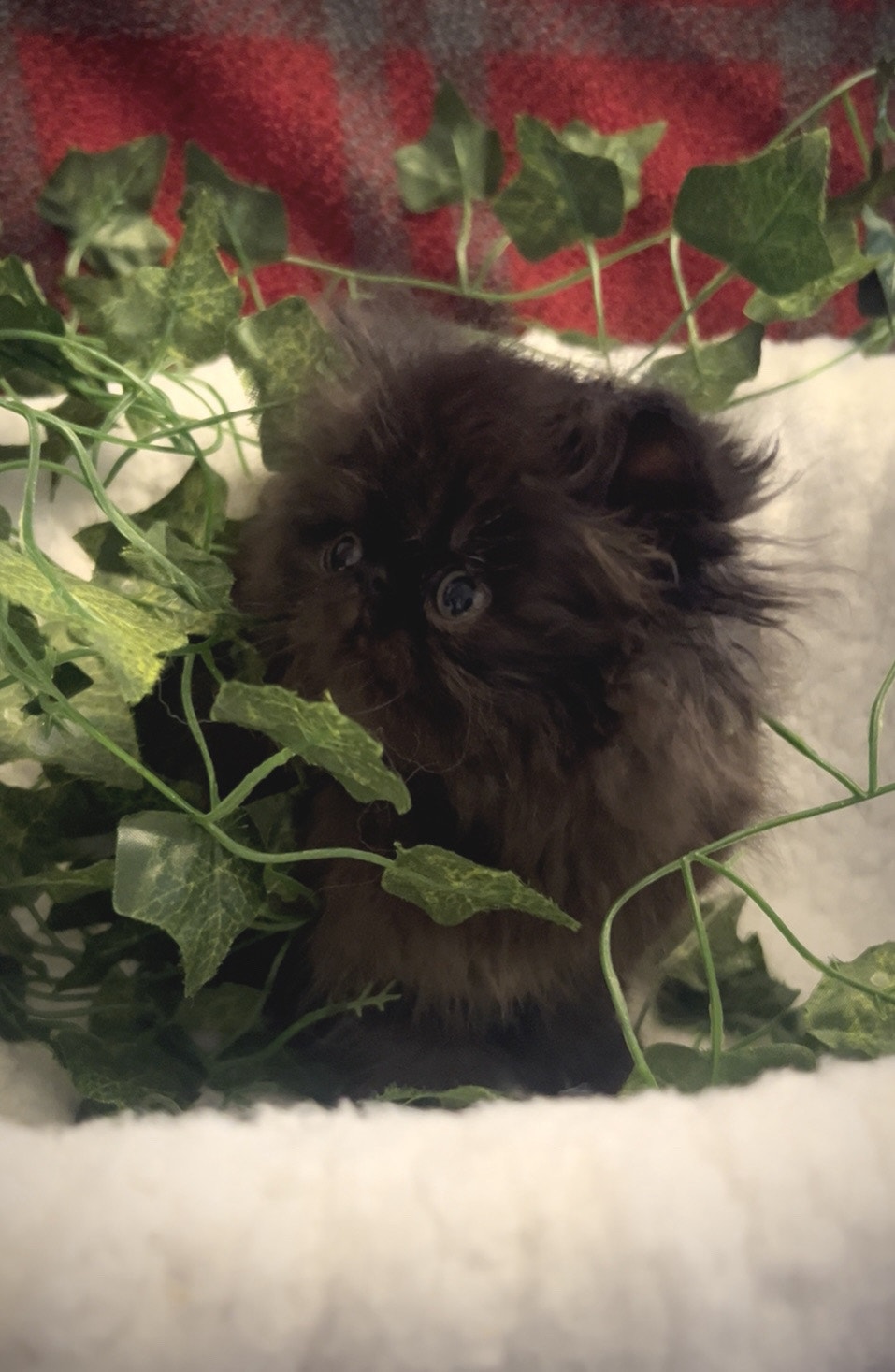 Beautiful Fluffy Persians | Cats & Kittens for Rehoming | Edmonton ...
