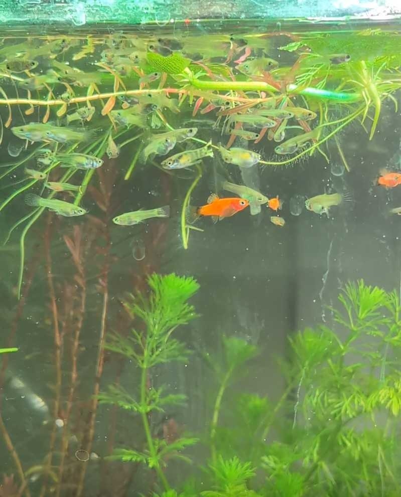 tiger endler guppy mix with blue guppy fry | Fish for Rehoming ...