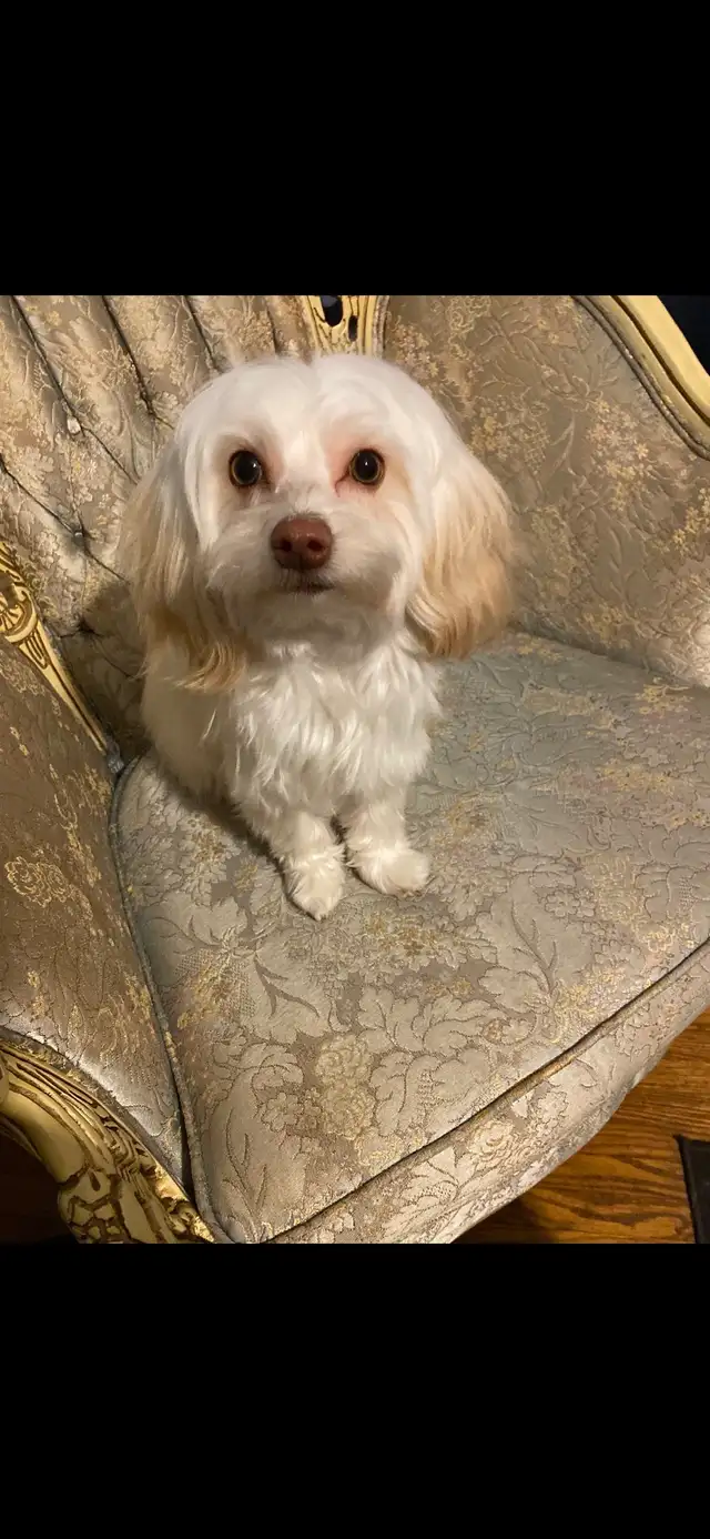 Shih Tzu Maltese Mix (Malti Tzu) | Dogs & Puppies for Rehoming | St ...