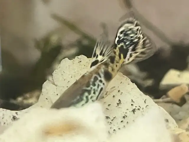 30 ish guppies mix | Fish for Rehoming | City of Toronto | Free local ...