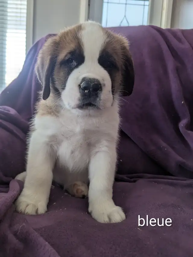 St-Bernard puppies | Dogs & Puppies for Rehoming | Ottawa | Free local ...