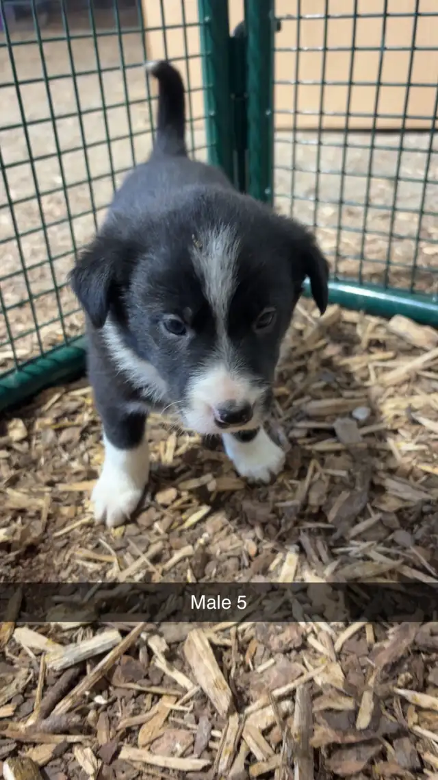 Purebred Border Collie Puppies for Sale | Dogs & Puppies for Rehoming ...