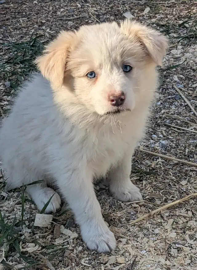 ⭐CBCA Registered Border Collie Puppies - 2 left! | Dogs & Puppies for ...
