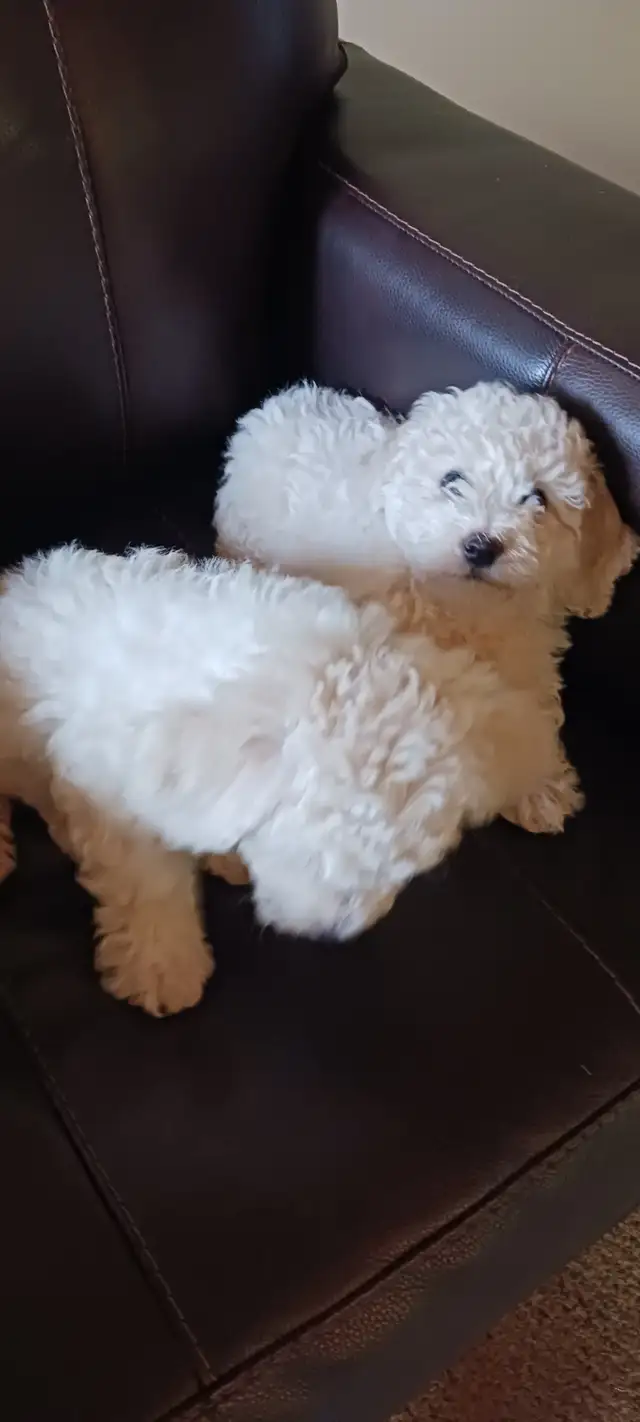 Beautiful Bichon Frise | Dogs & Puppies for Rehoming | City of Halifax ...