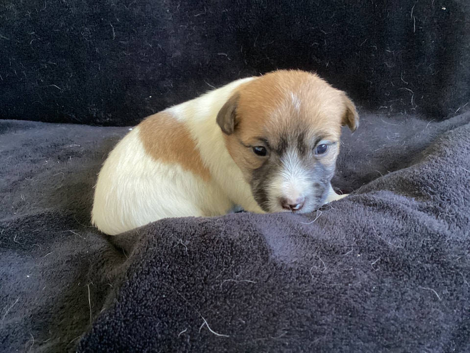 CKC REG. (Jack) RUSSELL TERRIER. FEMALE | Dogs & Puppies for Rehoming ...