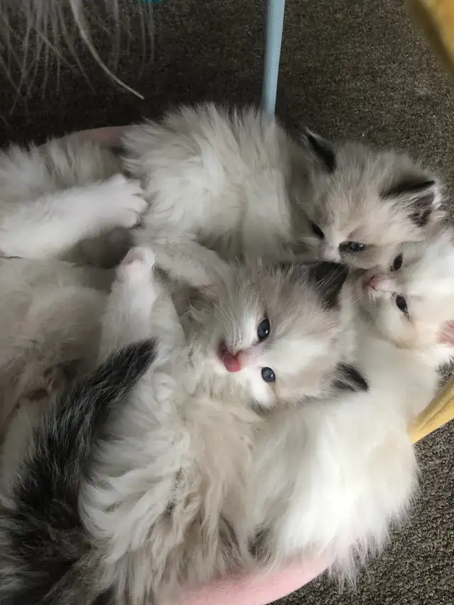 100% PURE RAGDOLL show kittens for sale $1,000 EACH | Cats & Kittens ...