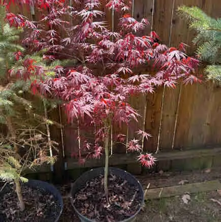 Now $85..Japanese Maple Trees | Plants, Fertilizer & Soil | Leamington ...