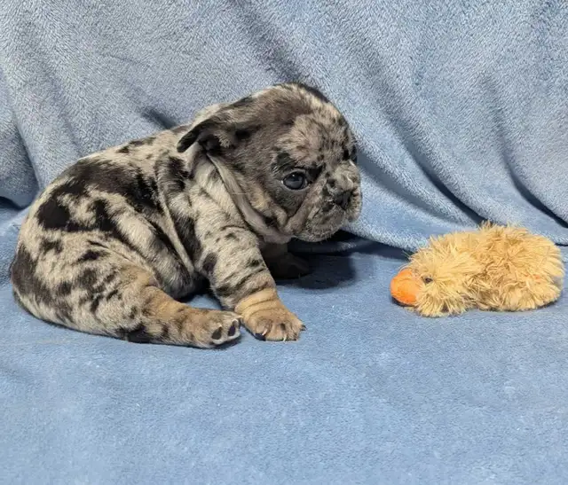 Old English bulldog & french bulldog Available | Dogs & Puppies for ...
