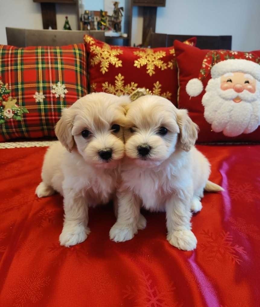 Tiny maltipoos | Dogs & Puppies for Rehoming | Windsor Region | Free ...