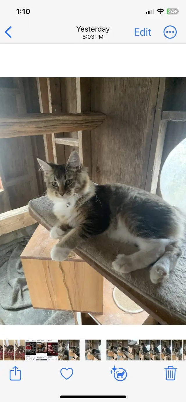 kittens Maine coon. | Cats & Kittens for Rehoming | Stratford | Free ...