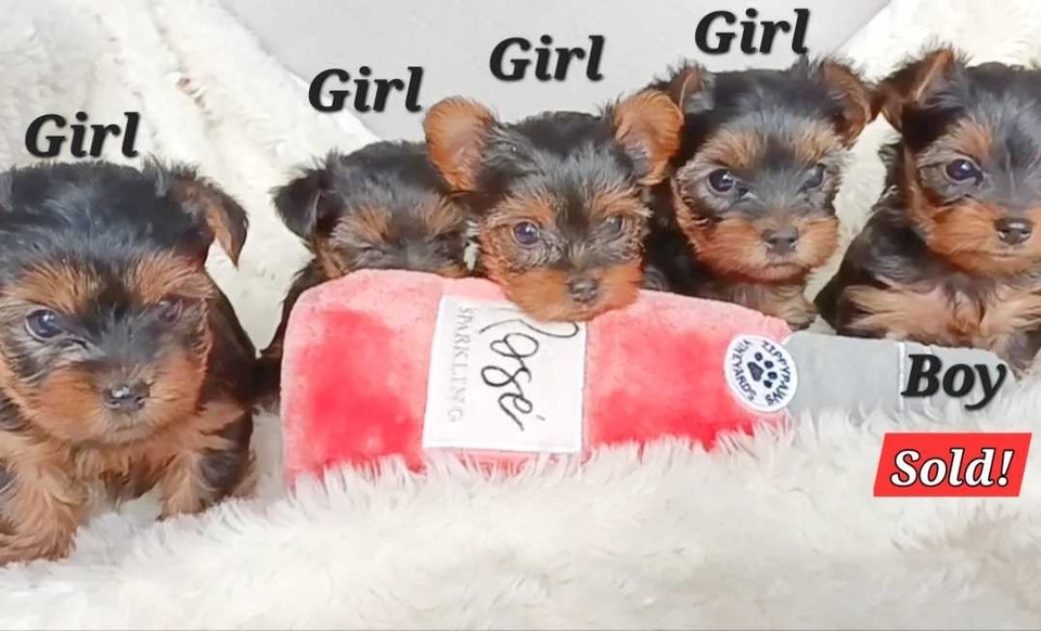 Pure Yorkie Puppies Available! | Dogs & Puppies for Rehoming | City of ...
