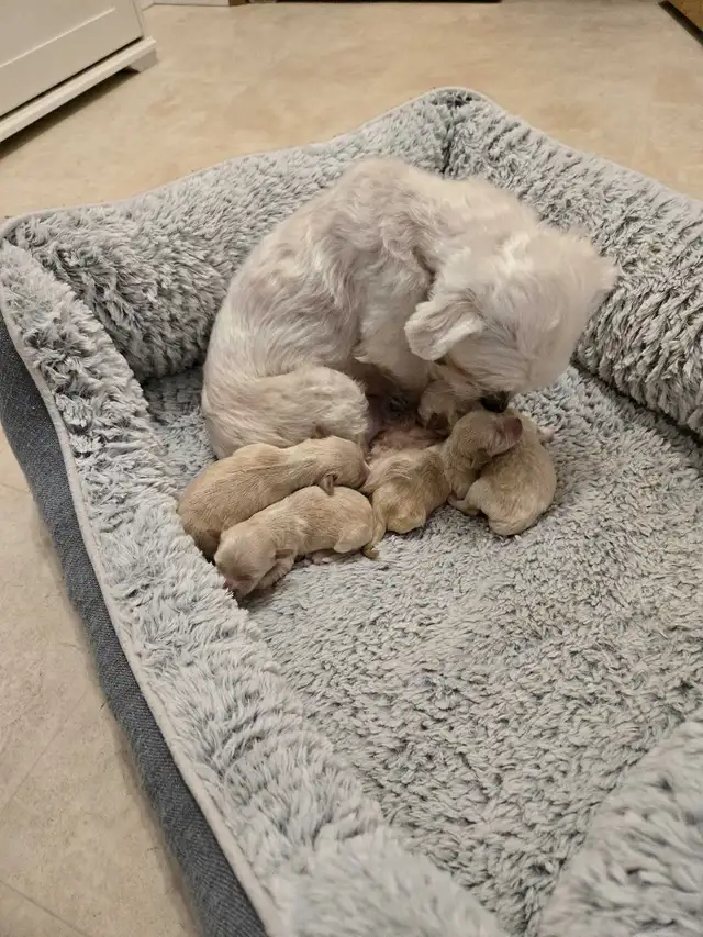 Toy poodle x puppies | Dogs & Puppies for Rehoming | Winnipeg | Free ...