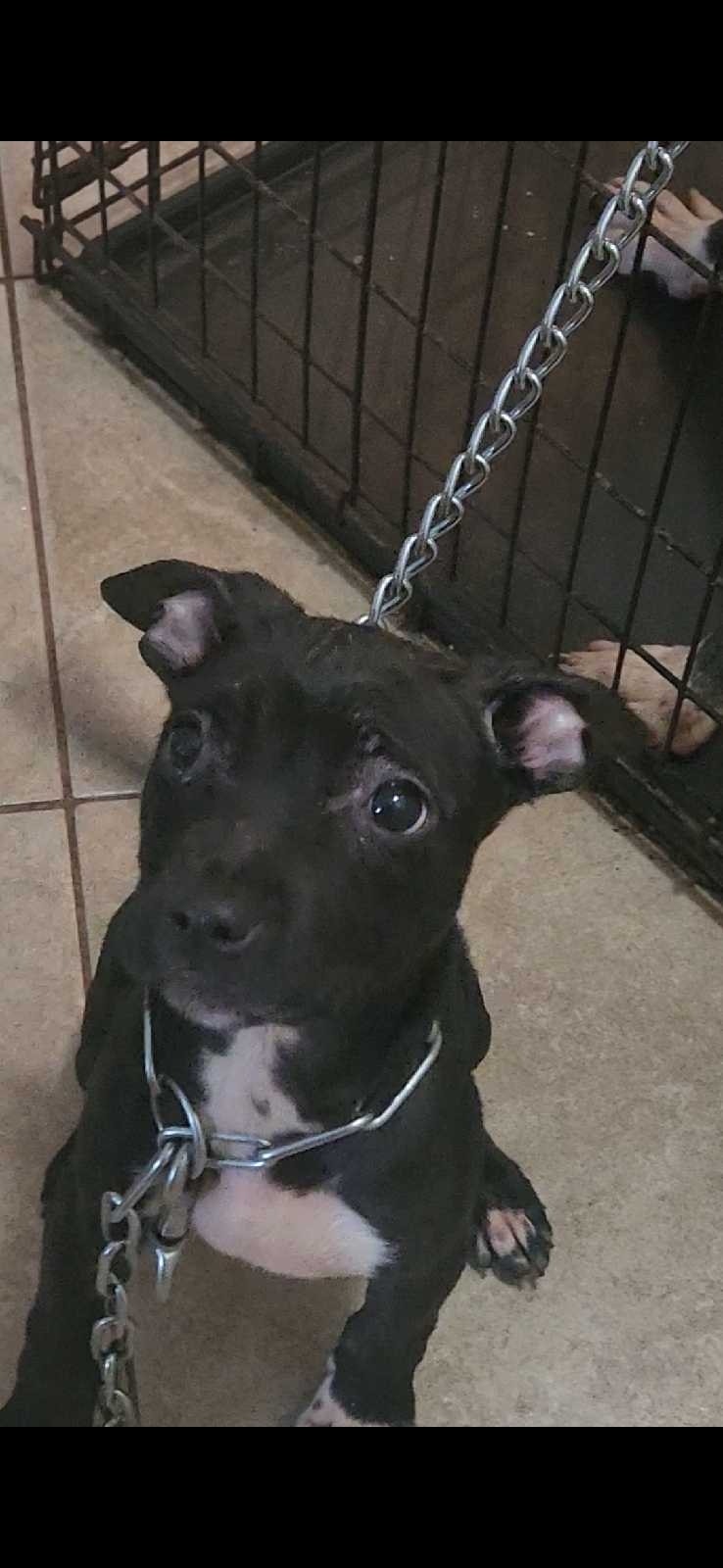 Pocket corso/ American Bulldogs designer mixed | Dogs & Puppies for ...