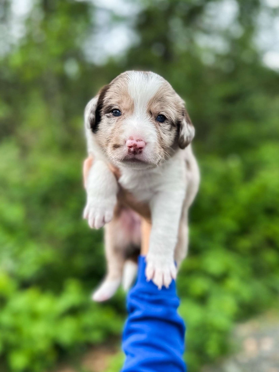 Lab X Aussie puppies | Dogs & Puppies for Rehoming | Port Alberni ...