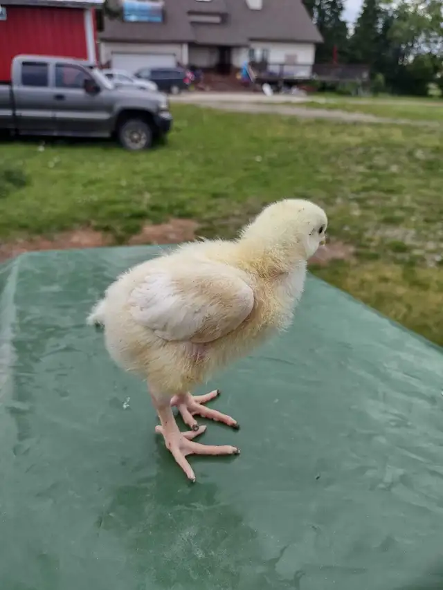 Cornish Cross/Broilers/chicks/Cornish Giant | Livestock | Red Deer ...