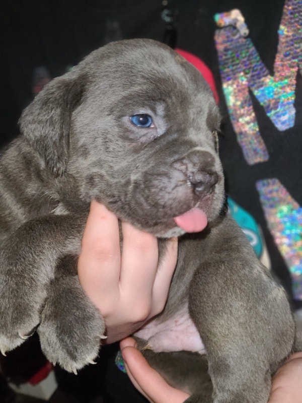 Purebred Cane corso puppies available | Dogs & Puppies for Rehoming ...
