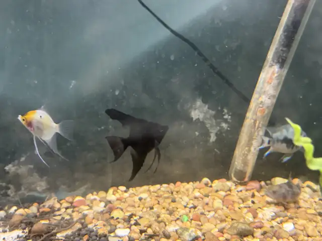 angel fish and parrot fish and corydoras and nerite snails | Fish for ...