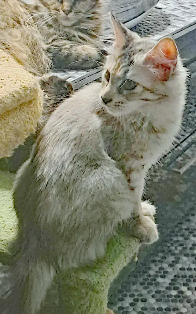 2 CHATONS MAINE COON MALE ET FEMELLE | Cats & Kittens for Rehoming ...