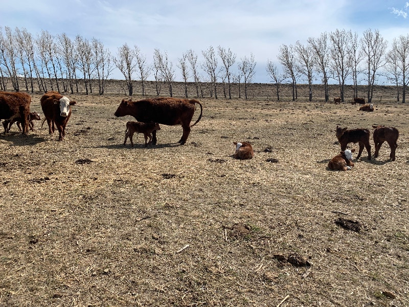 40 red angus simmental cross pairs for sale | Livestock | Lethbridge ...