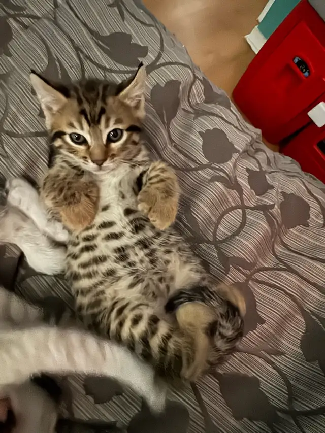 chatons prêt à partir | Cats & Kittens for Rehoming | Longueuil / South ...