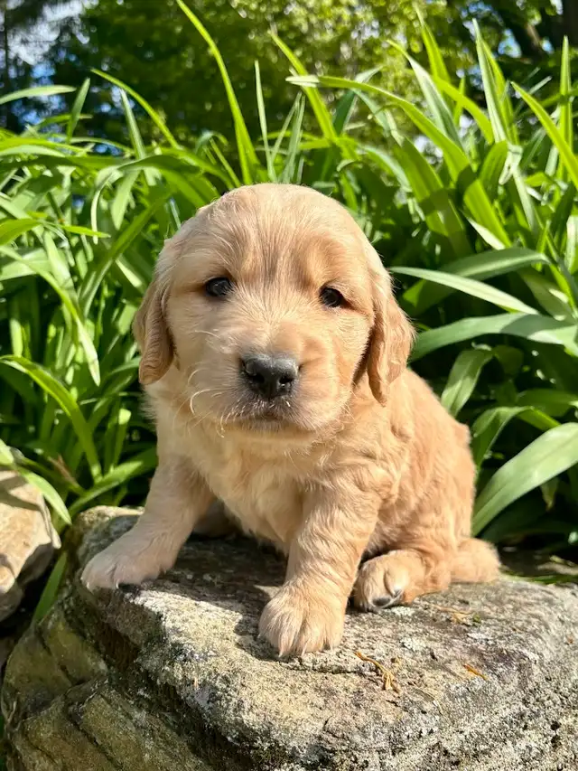 Chiots – Golden Retriever de type Field (Red) | Dogs & Puppies for ...