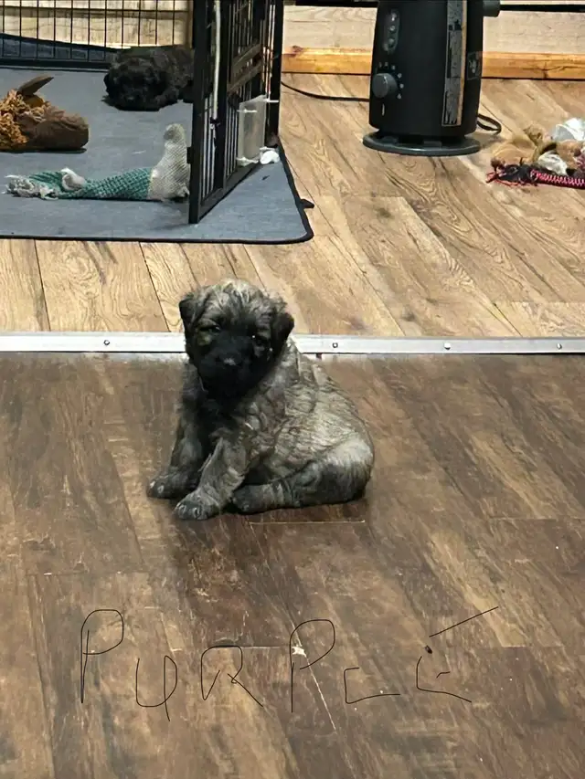 Bouvier de Flandres | Dogs & Puppies for Rehoming | Sault Ste. Marie ...