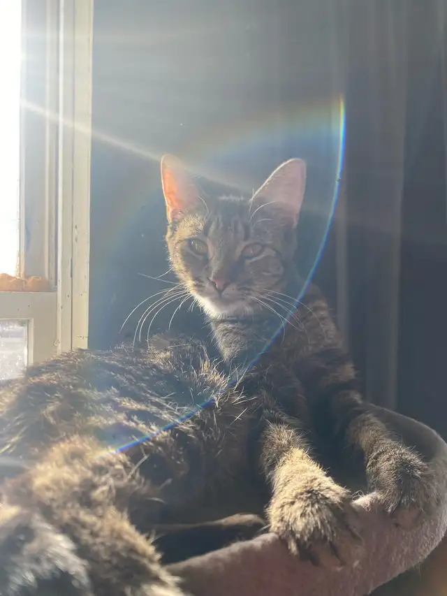 cats to rehome | Cats & Kittens for Rehoming | Summerside | Free local ...