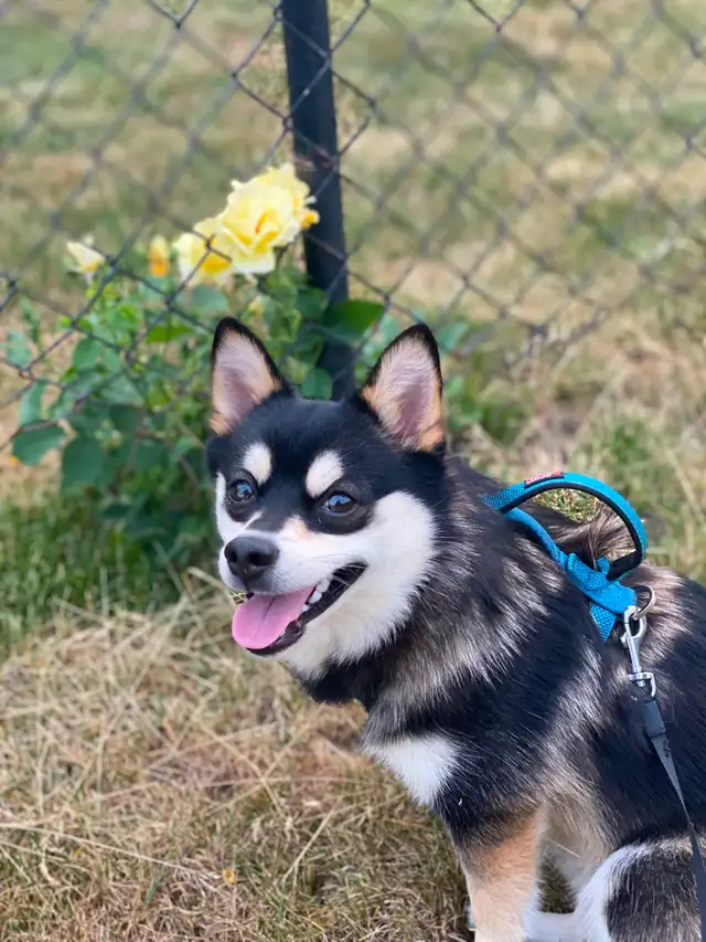 Pomsky dog for rehoming (free) | Dogs & Puppies for Rehoming | City of ...