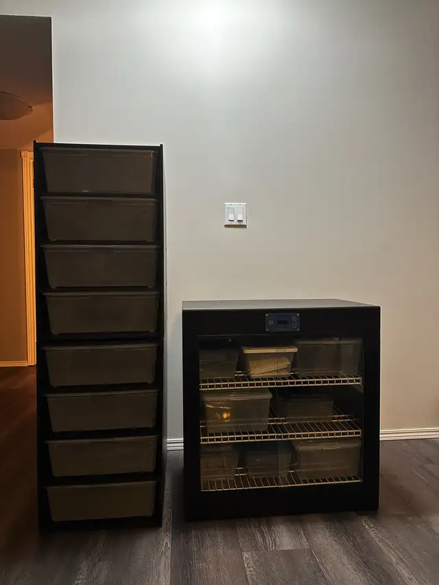 Ball Pythons + Breeding Set-Up | Reptiles & Amphibians for Rehoming ...