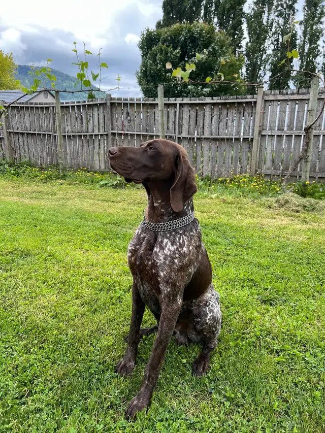 GSP Puppies 2026 Litter (CKC) German Shorthaired Pointers | Dogs ...