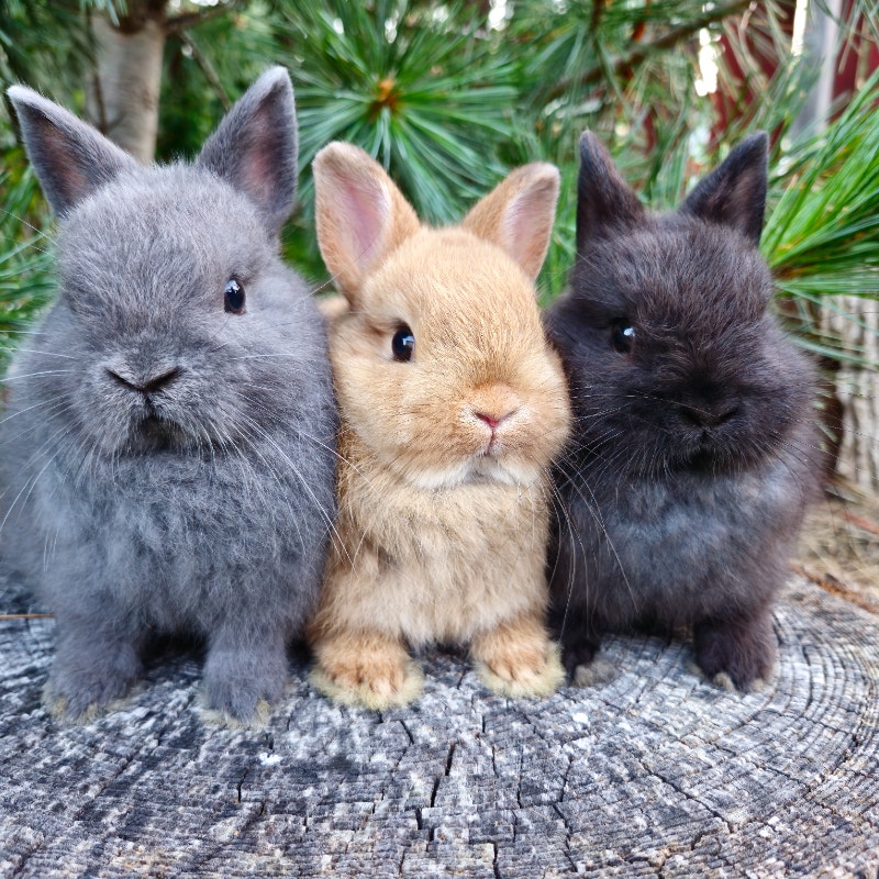 EXTRAORDINARY baby Holland lop & Netherland dwarf bunny rabbits | Small ...