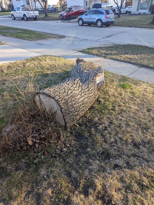 Large elm log | Free Stuff | Winnipeg | Kijiji