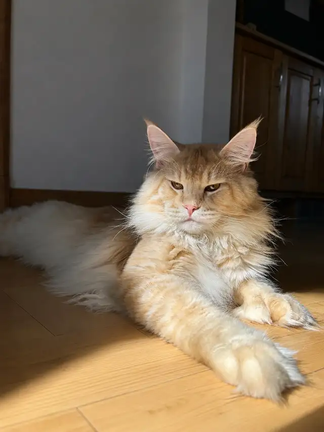 Maine Coon TICA | Cats & Kittens for Rehoming | Sherbrooke | Free local ...