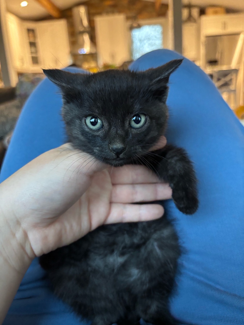 Kitten!!!!!!!! | Cats & Kittens for Rehoming | Oakville / Halton Region ...