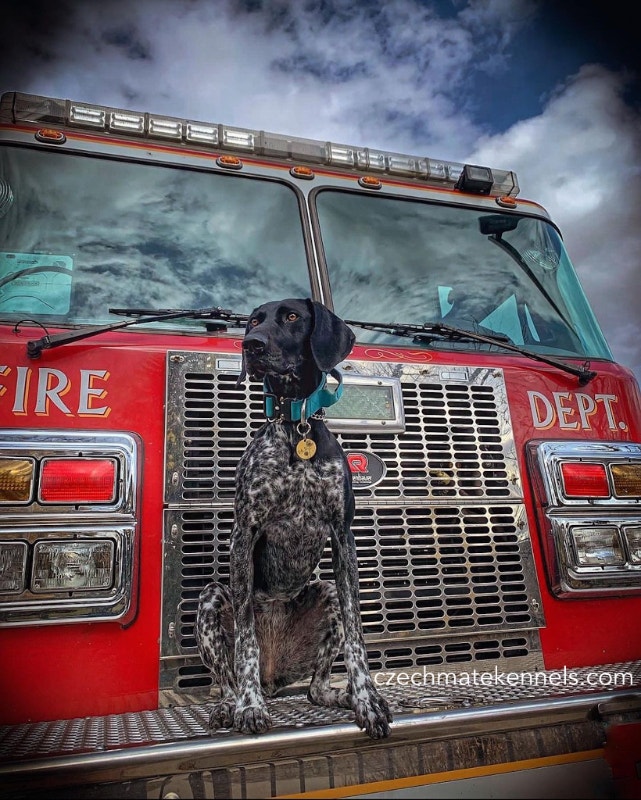 GSP Puppies CKC Registered German Shorthaired Pointers | Dogs & Puppies ...