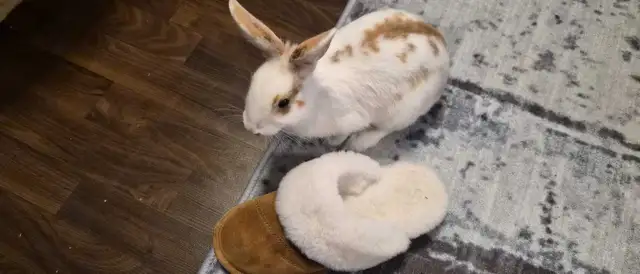 Young Netherland Dwarf Rabbit with Cage! | Small Animals for Rehoming ...