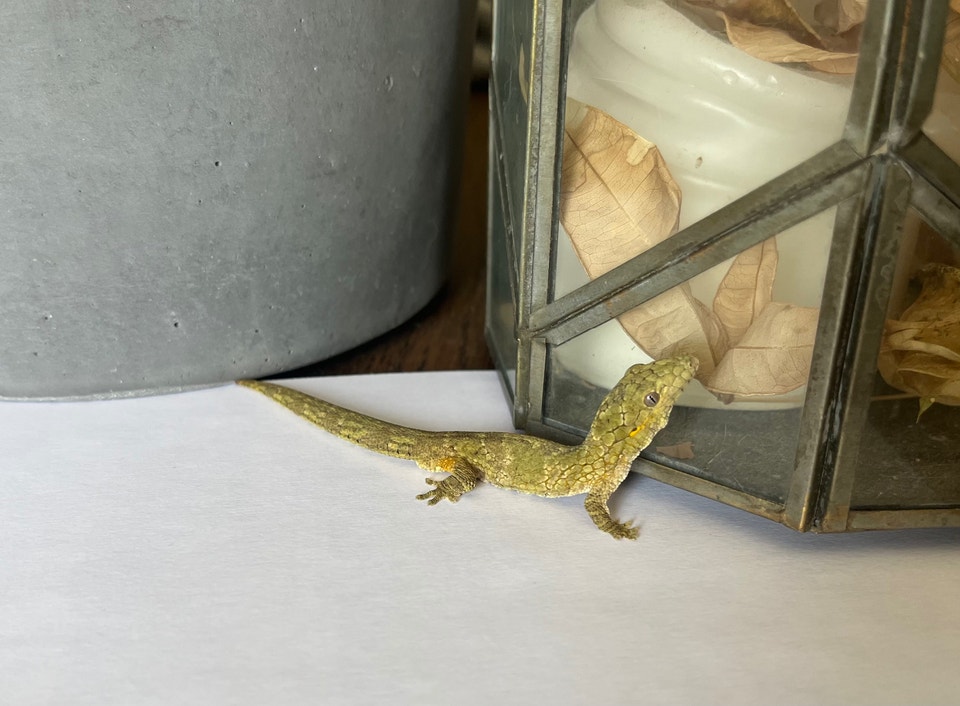 Bauer’s Chameleon Geckos (Eurydactylodes Geckos) | Reptiles ...