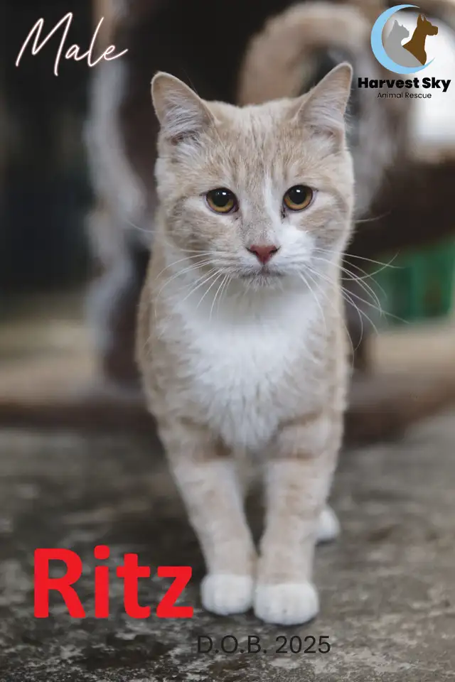 HARVEST SKY ANIMAL RESCUE - 13 ADOPTABLE KITTENS & CATS!! | Cats ...