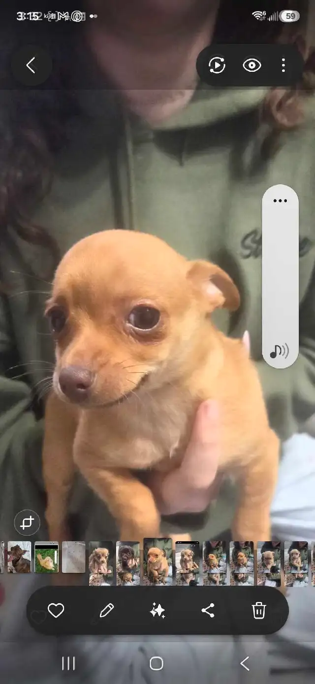 Chihuahua puppies | Dogs & Puppies for Rehoming | Edmonton | Free local ...