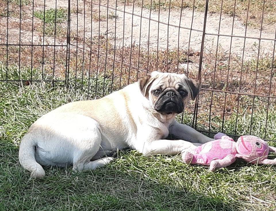 Pug Boy | Dogs & Puppies for Rehoming | Edmonton | Free local ...