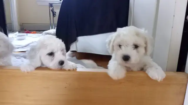 Purebreed Bichon Frise | Dogs & Puppies for Rehoming | City of Halifax ...