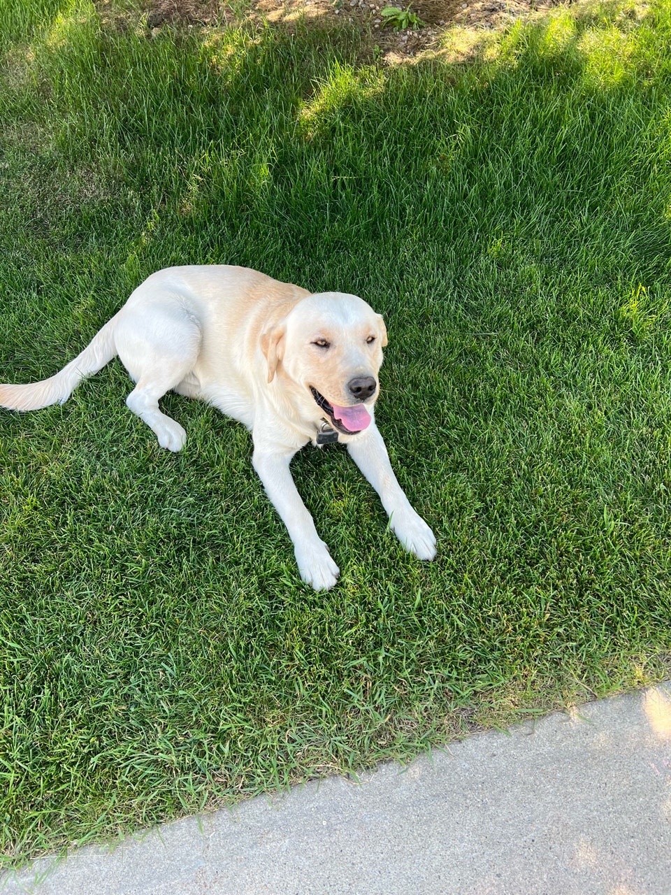 Labrador Retriever | Dogs & Puppies for Rehoming | Calgary | Free local ...