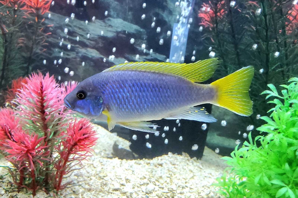 Cichlidés Africains Pseudotropheus Acei Msuli | Fish for Rehoming ...