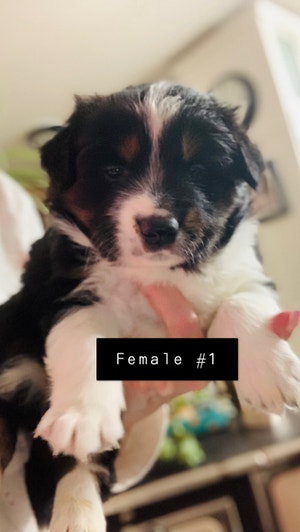 Aussie Shepherd | Adopt Dogs & Puppies Locally in Alberta | Kijiji ...