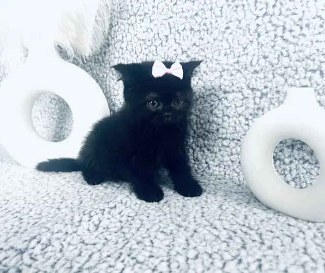 Chaton scottish straight pure race TOP QUALITÉ | Cats & Kittens for ...