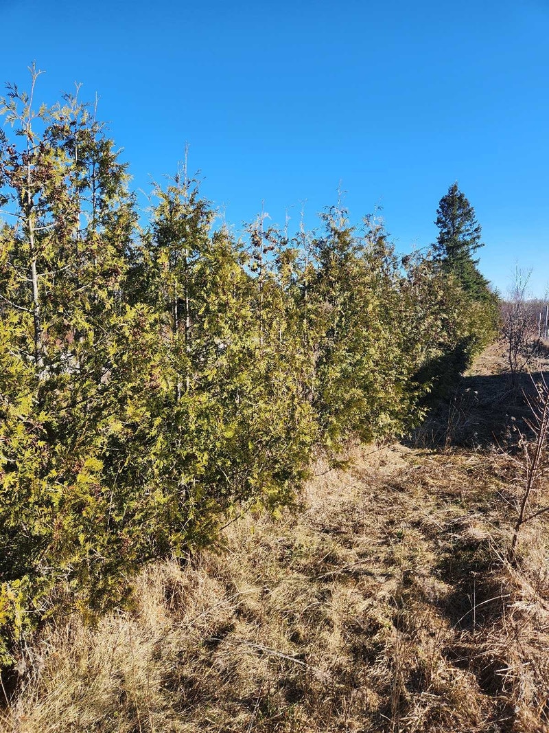 Cedar Trees for Hedging | Plants, Fertilizer & Soil | Kawartha Lakes ...