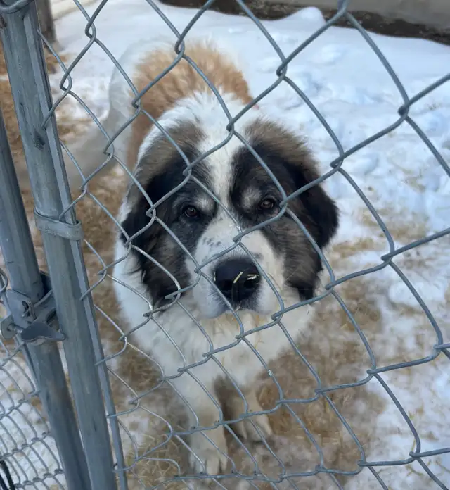 Great Pyrenees/St. Bernard FREE for Rehoming | Dogs & Puppies for ...